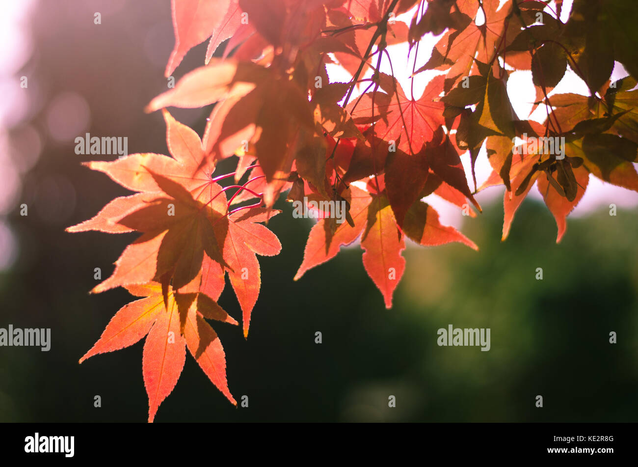 autumn leaves with sunlight Stock Photo - Alamy