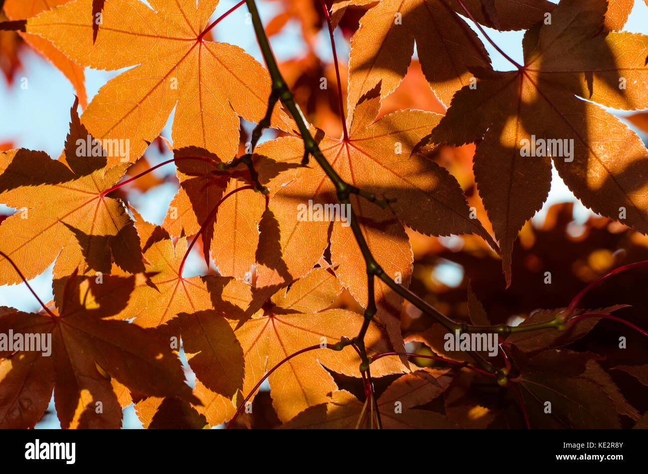autumn leaves with sunlight Stock Photo - Alamy