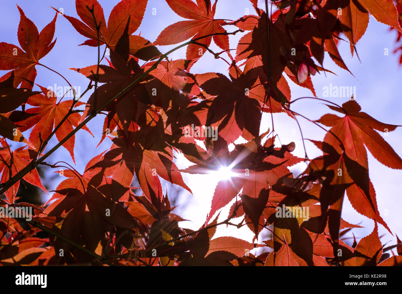 autumn leaves with sunlight Stock Photo - Alamy