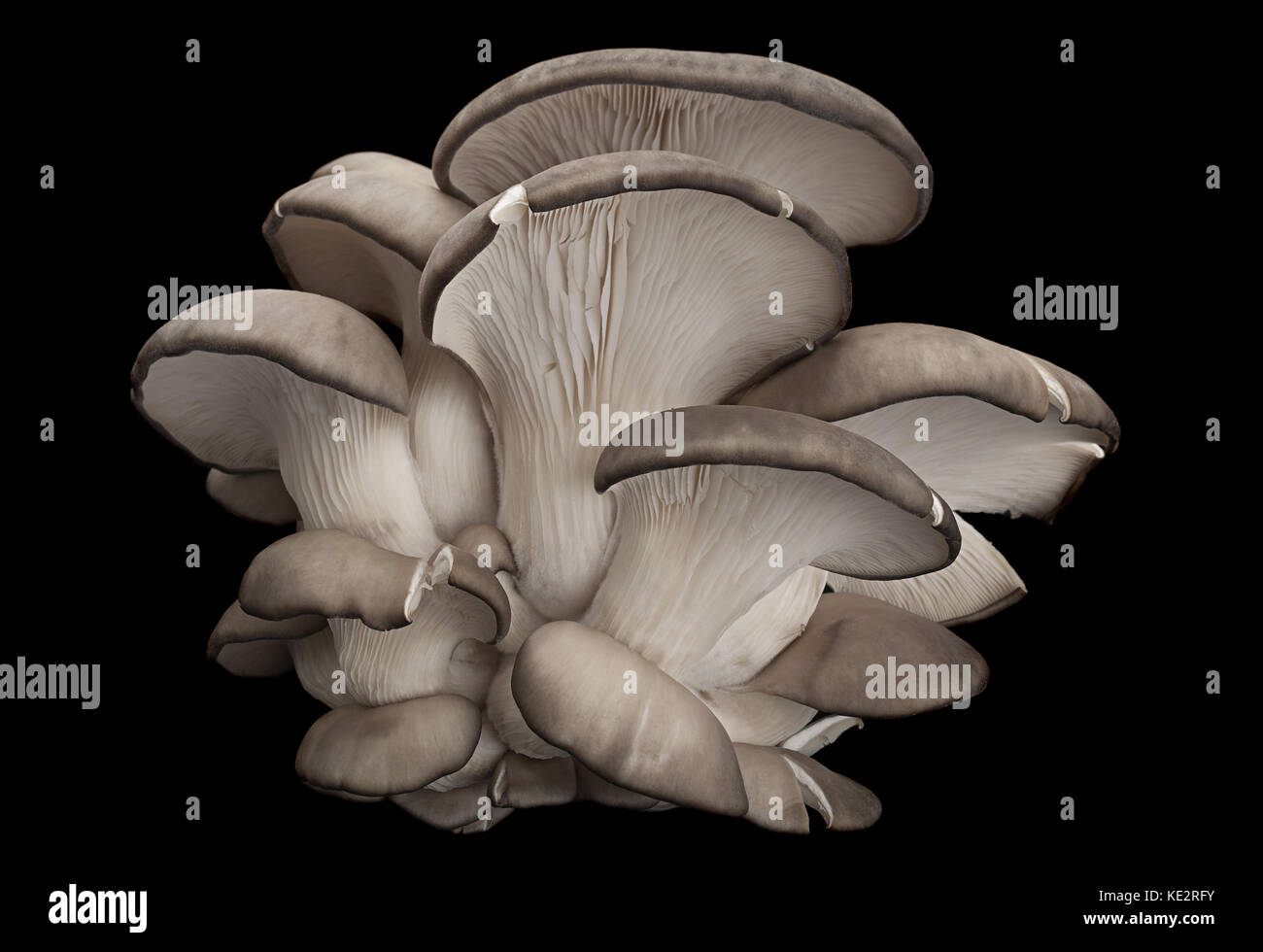 oyster mushroom closeup isolated on black background Stock Photo - Alamy