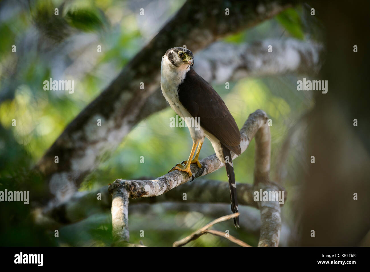 Brazilian falcon hi-res stock photography and images - Alamy