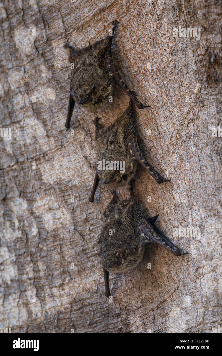Large nosed bat hi-res stock photography and images - Alamy