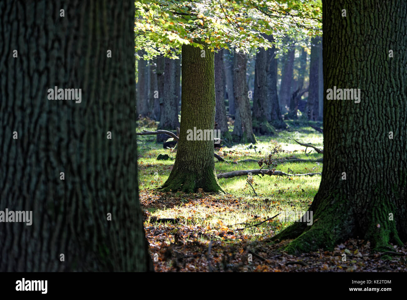 Autumn in Deister by Hanover ,Germany Stock Photo - Alamy