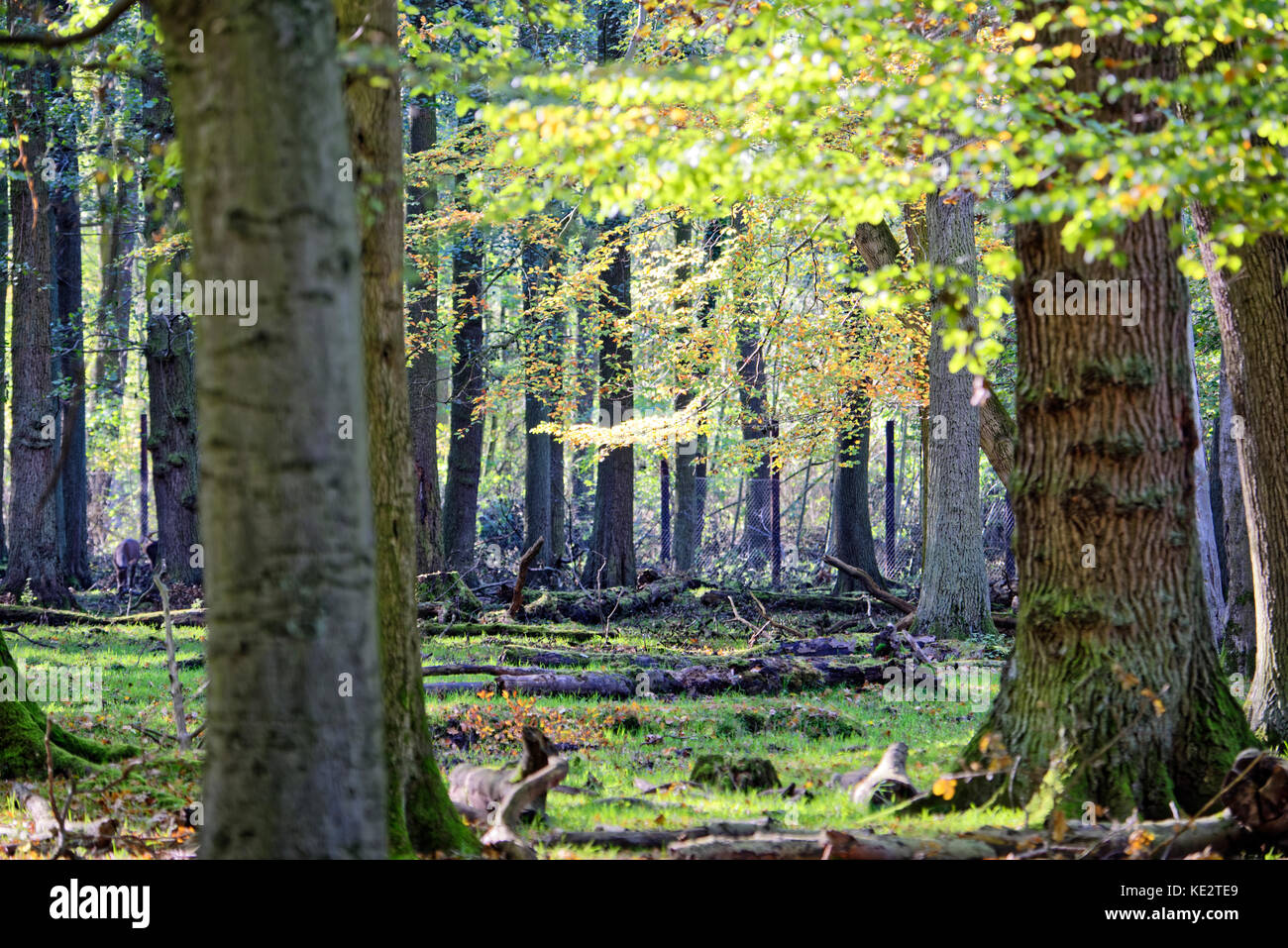 Autumn in Deister by Hanover ,Germany Stock Photo - Alamy