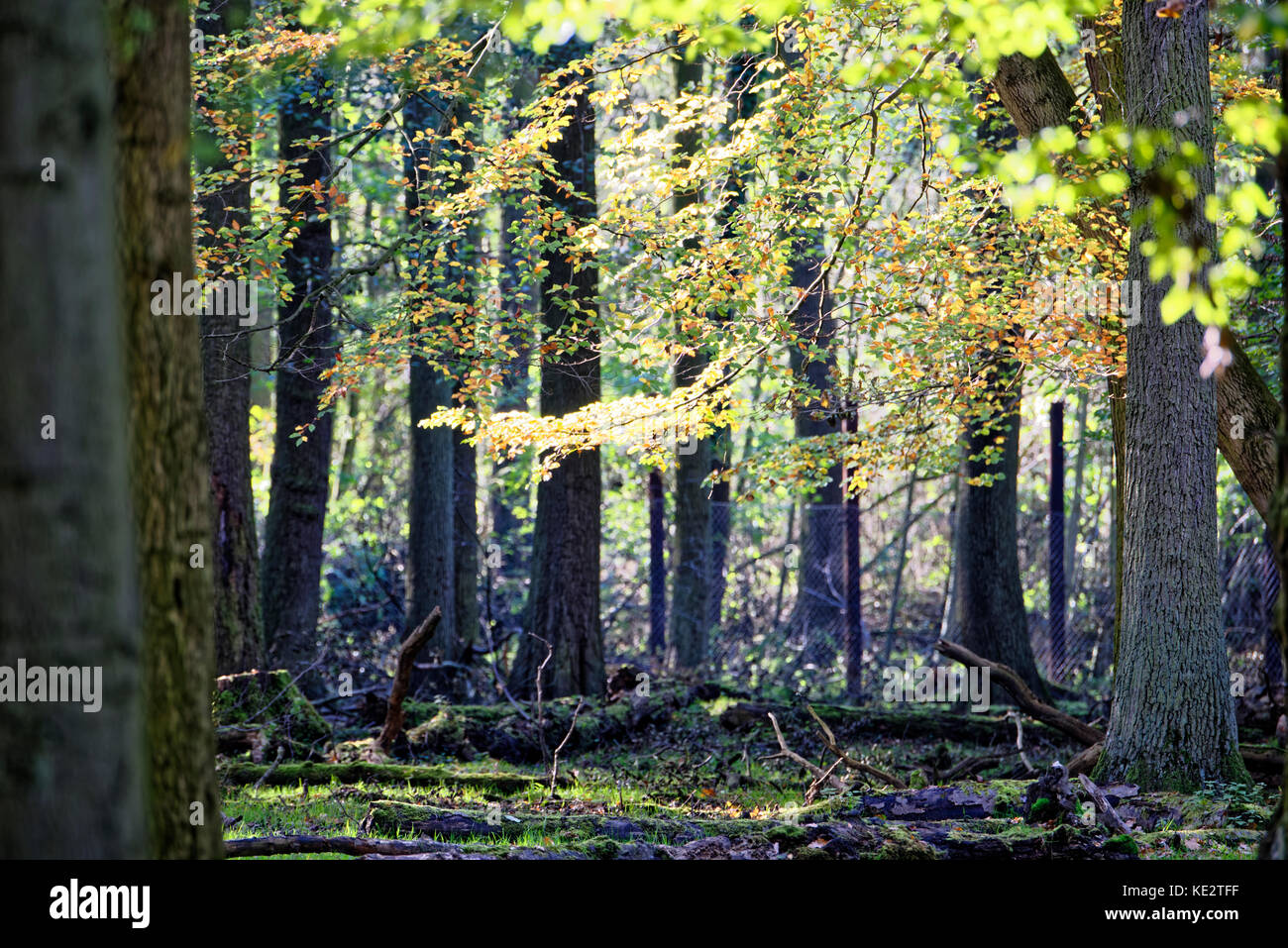 Autumn in Deister by Hanover ,Germany Stock Photo - Alamy