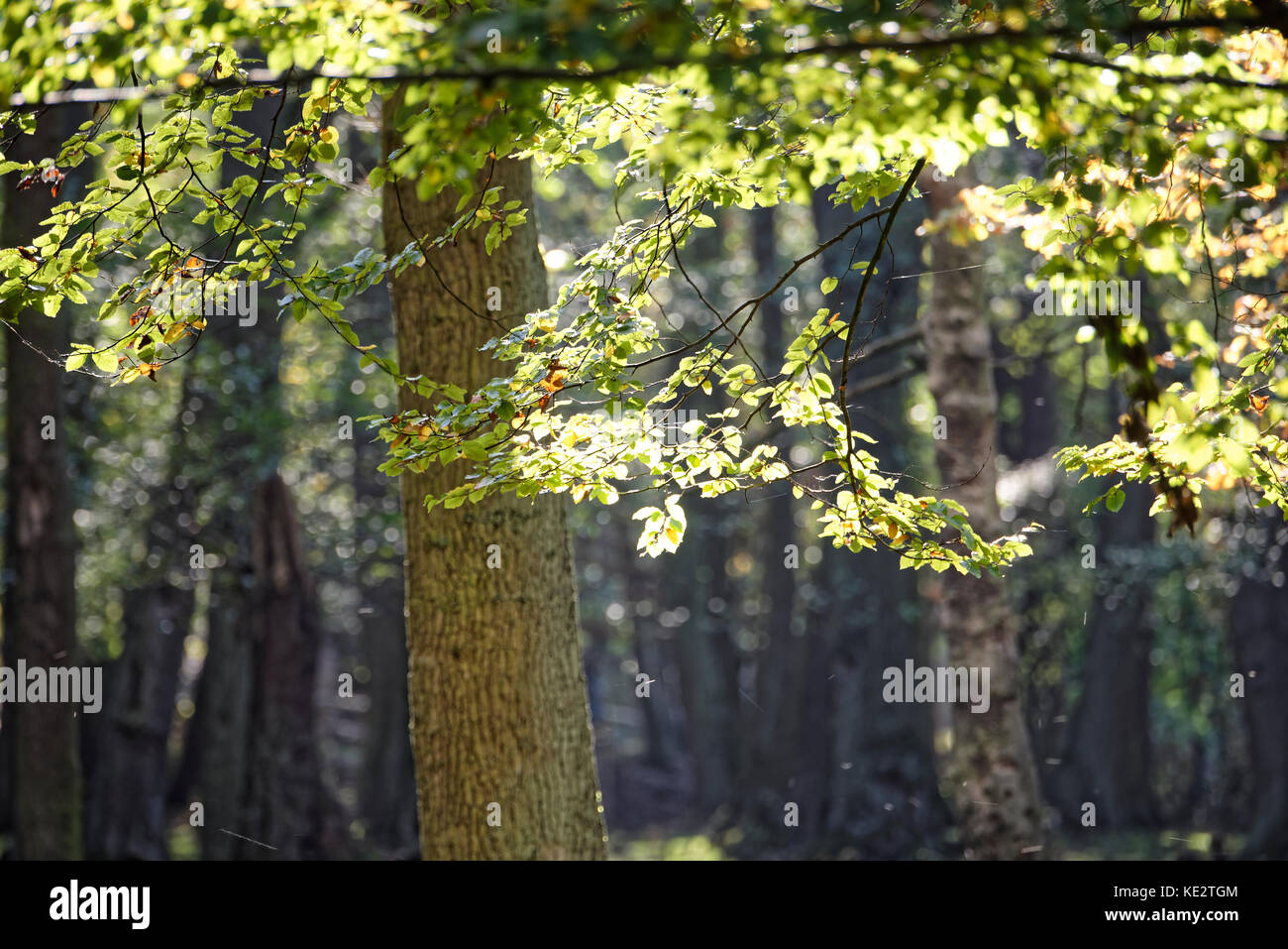 Autumn in Deister by Hanover ,Germany Stock Photo - Alamy