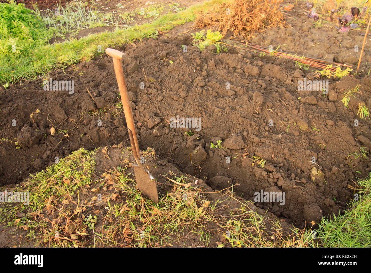 Working at the allotment gardens winter digging Beverley Yorkshire ...