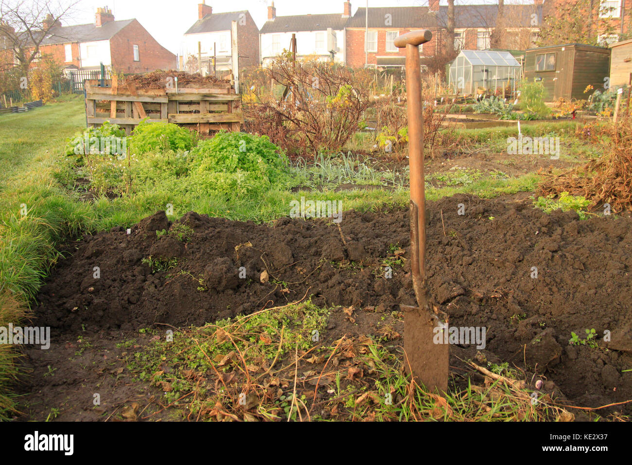 Working at the allotment gardens winter digging Beverley Yorkshire ...