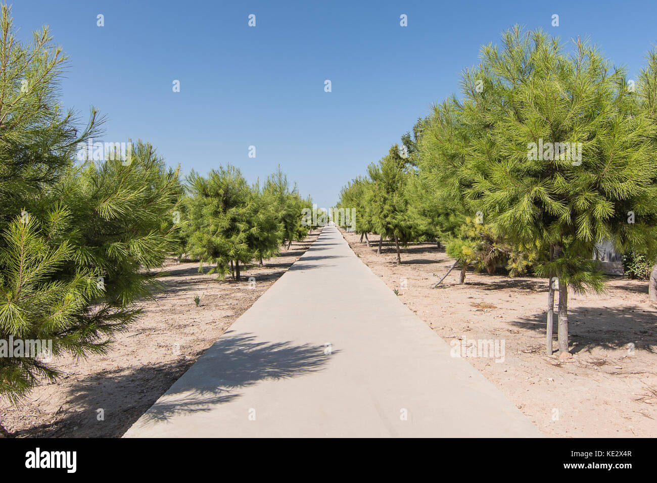 Path in a citrus grove Stock Photo - Alamy