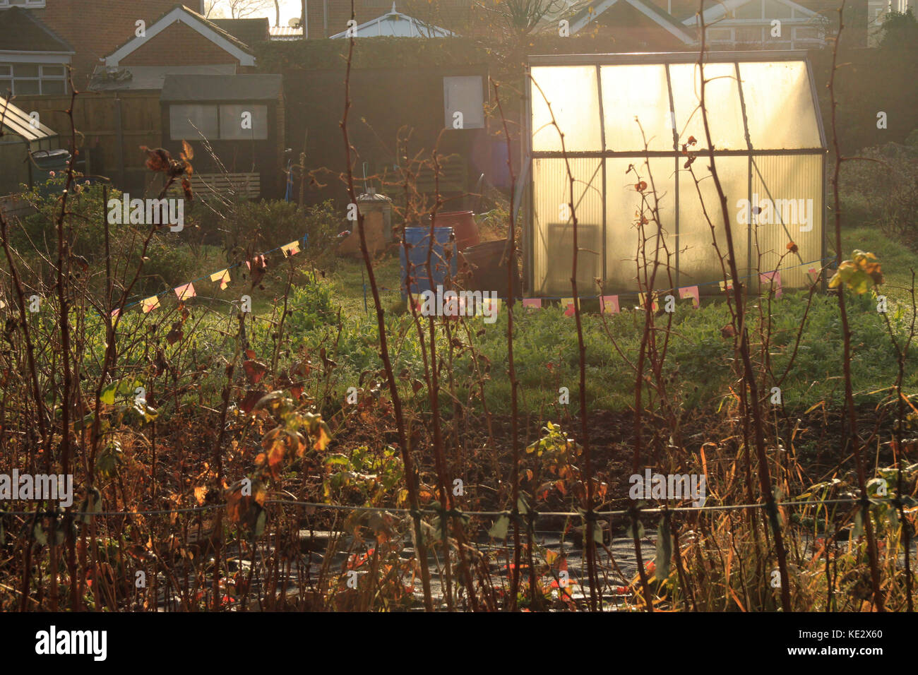 Working at the allotment gardens winter digging Beverley Yorkshire ...