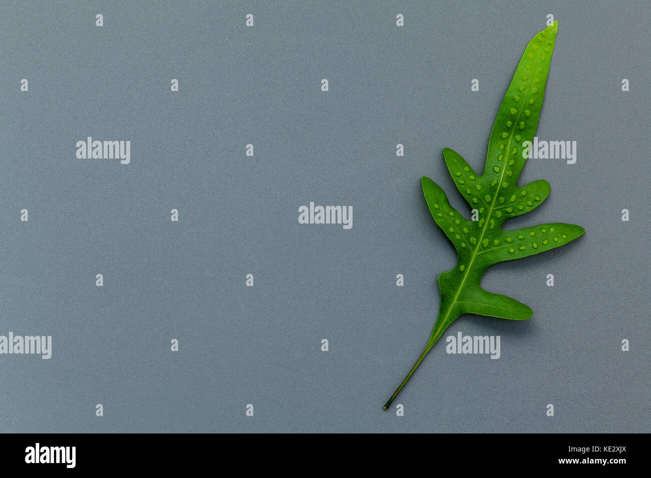 Beautiful shape of fern leaves flat lay on gray background. Green ...