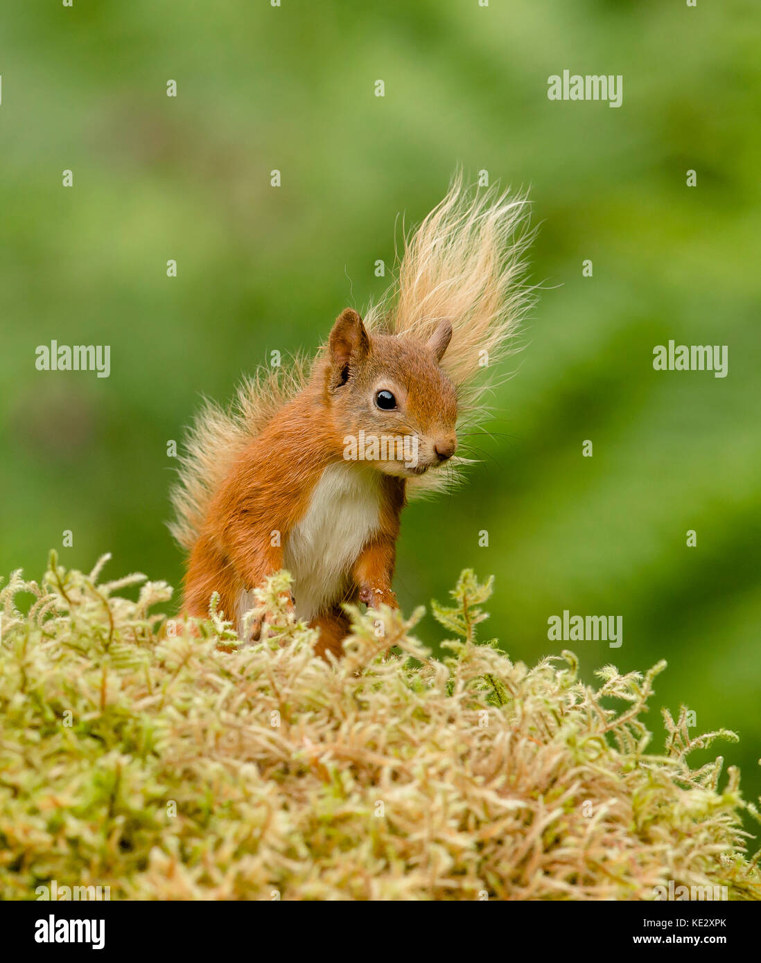 Red Squirrel foraging for food Stock Photo - Alamy