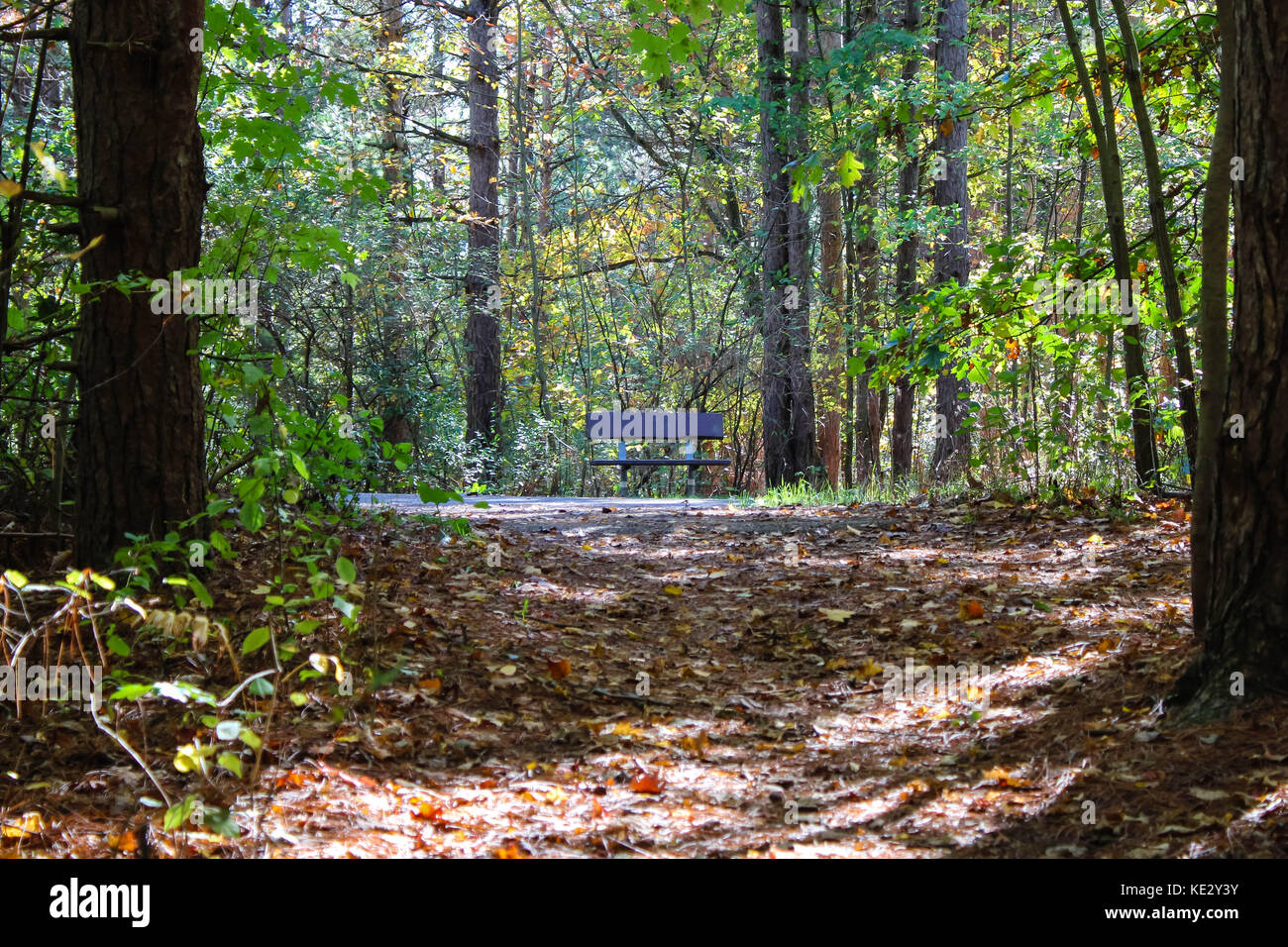 A wooden park bench in the middle of the forest on a hiking path in ...
