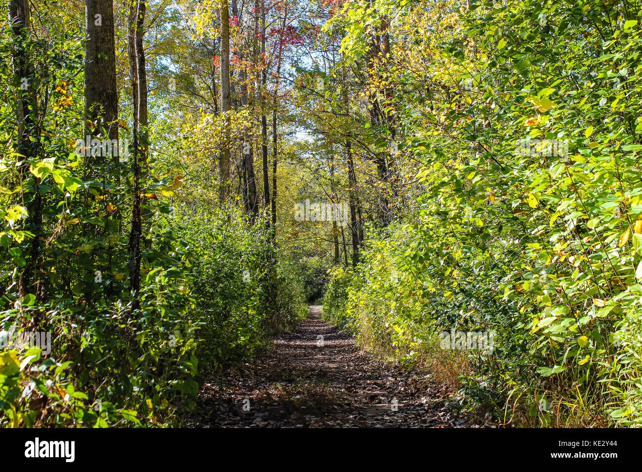 An autumn walk with fall colors in the woods Stock Photo - Alamy