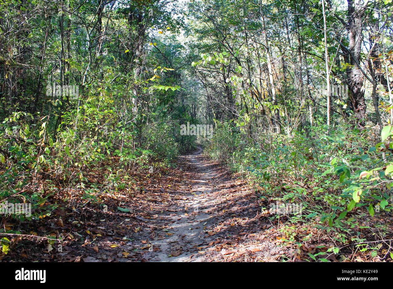 An autumn walk with fall colors in the woods Stock Photo - Alamy