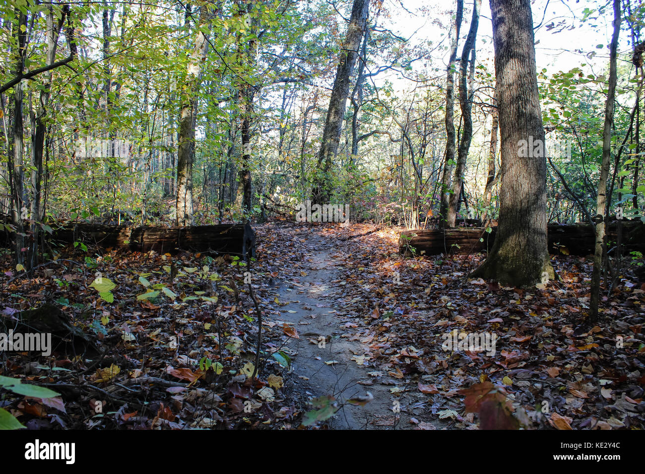 An autumn walk with fall colors in the woods Stock Photo - Alamy