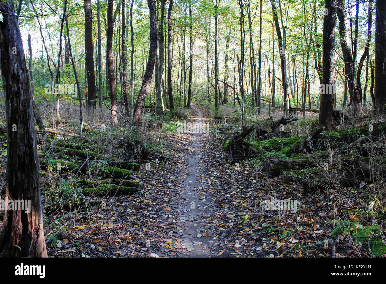 An autumn walk with fall colors in the woods Stock Photo - Alamy