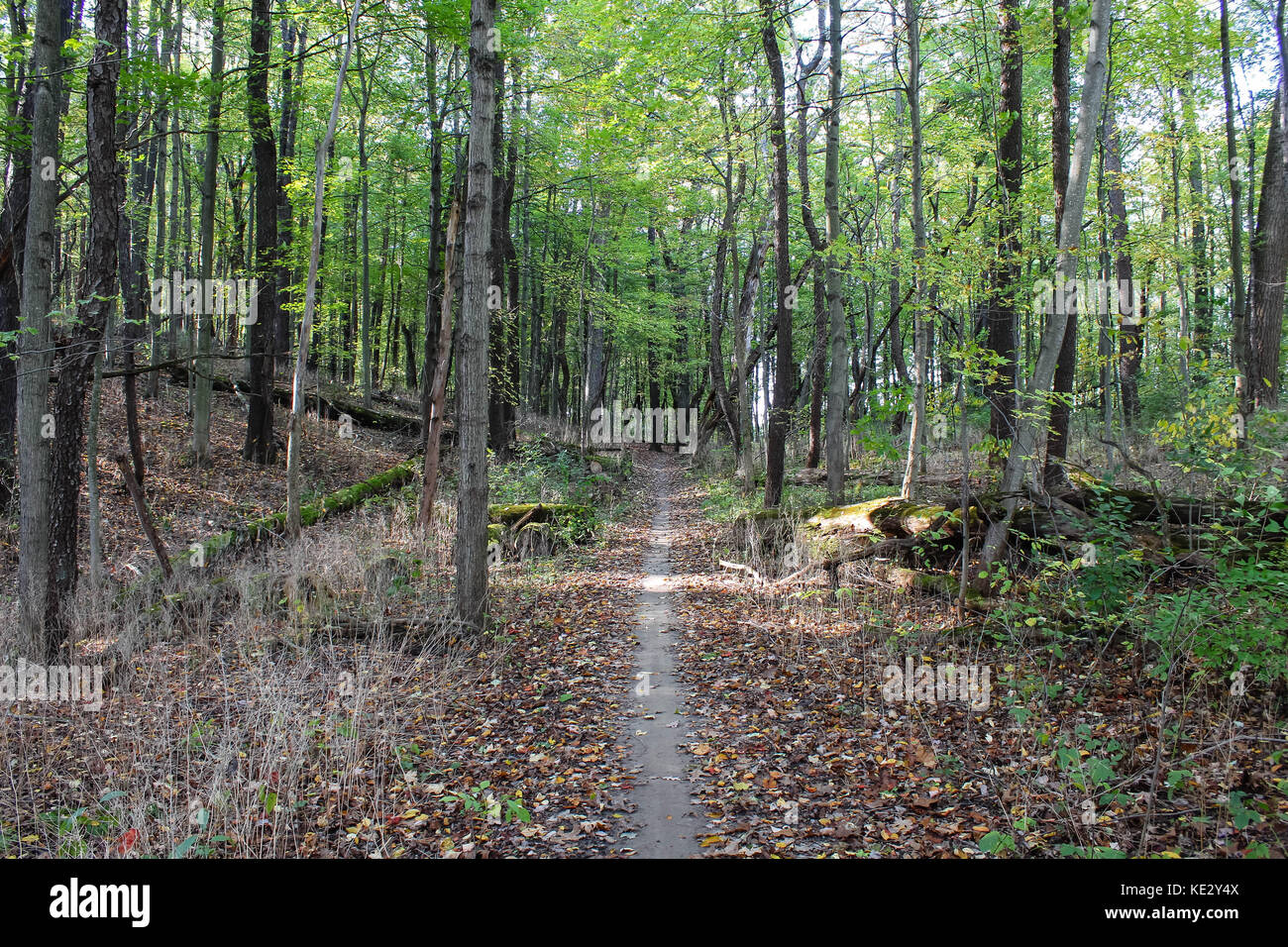 An autumn walk with fall colors in the woods Stock Photo - Alamy