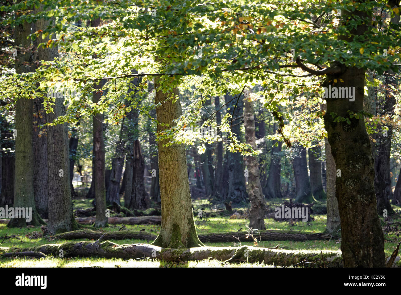 Autumn in Deister by Hanover ,Germany Stock Photo - Alamy