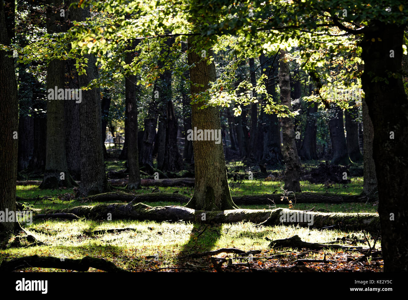 Autumn in Deister by Hanover ,Germany Stock Photo - Alamy