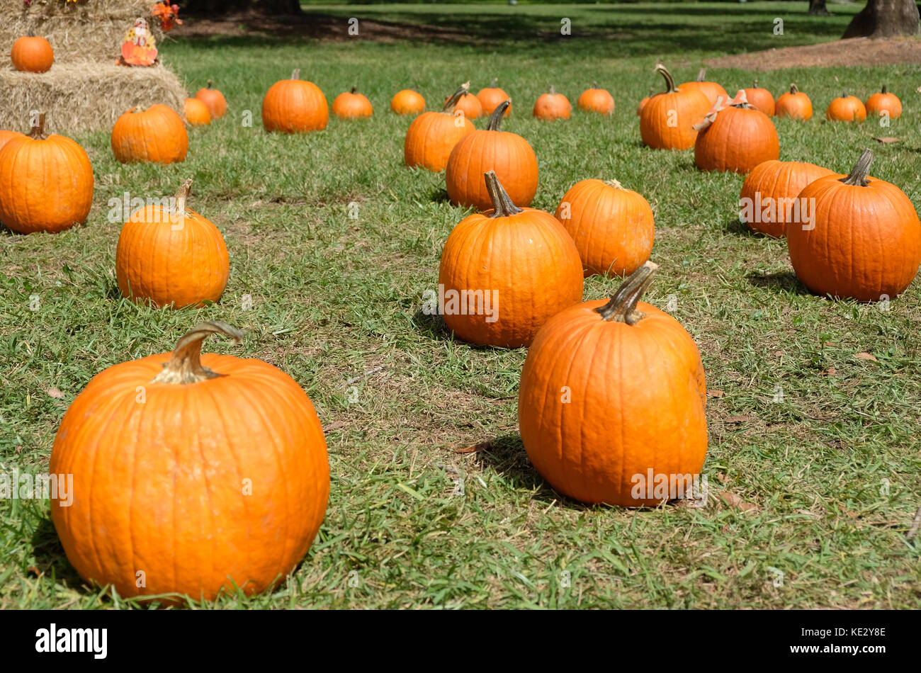 Large and small pumpkins at farmer's market in Lake Mary, Florida Stock ...