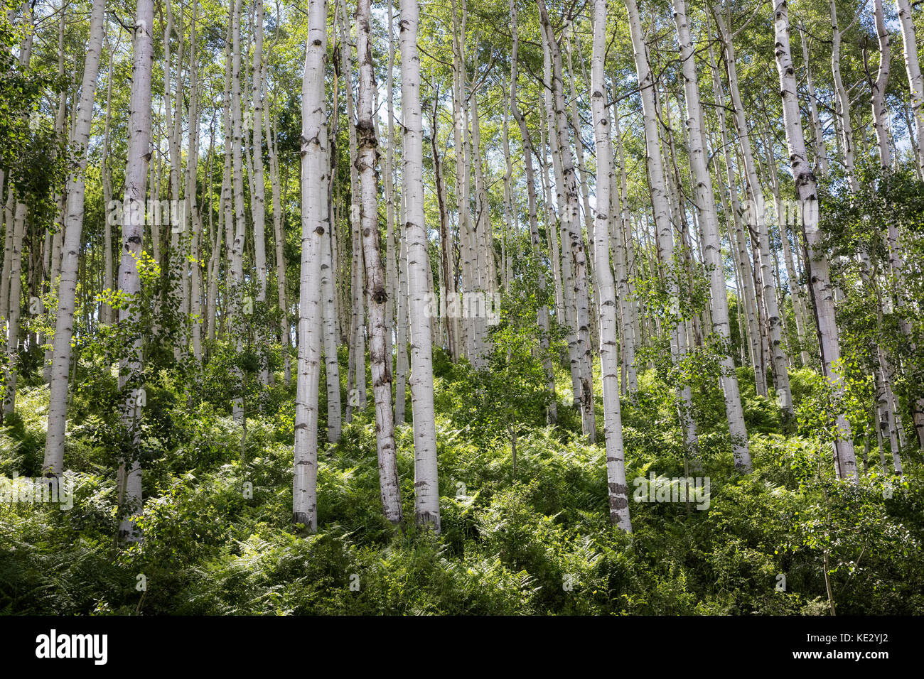 Aspen grove hi-res stock photography and images - Alamy