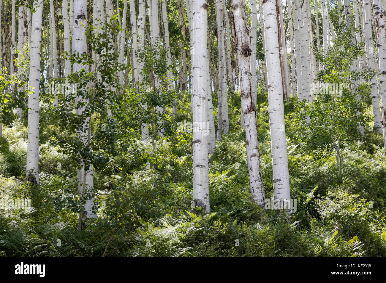 Aspen grove hi-res stock photography and images - Alamy