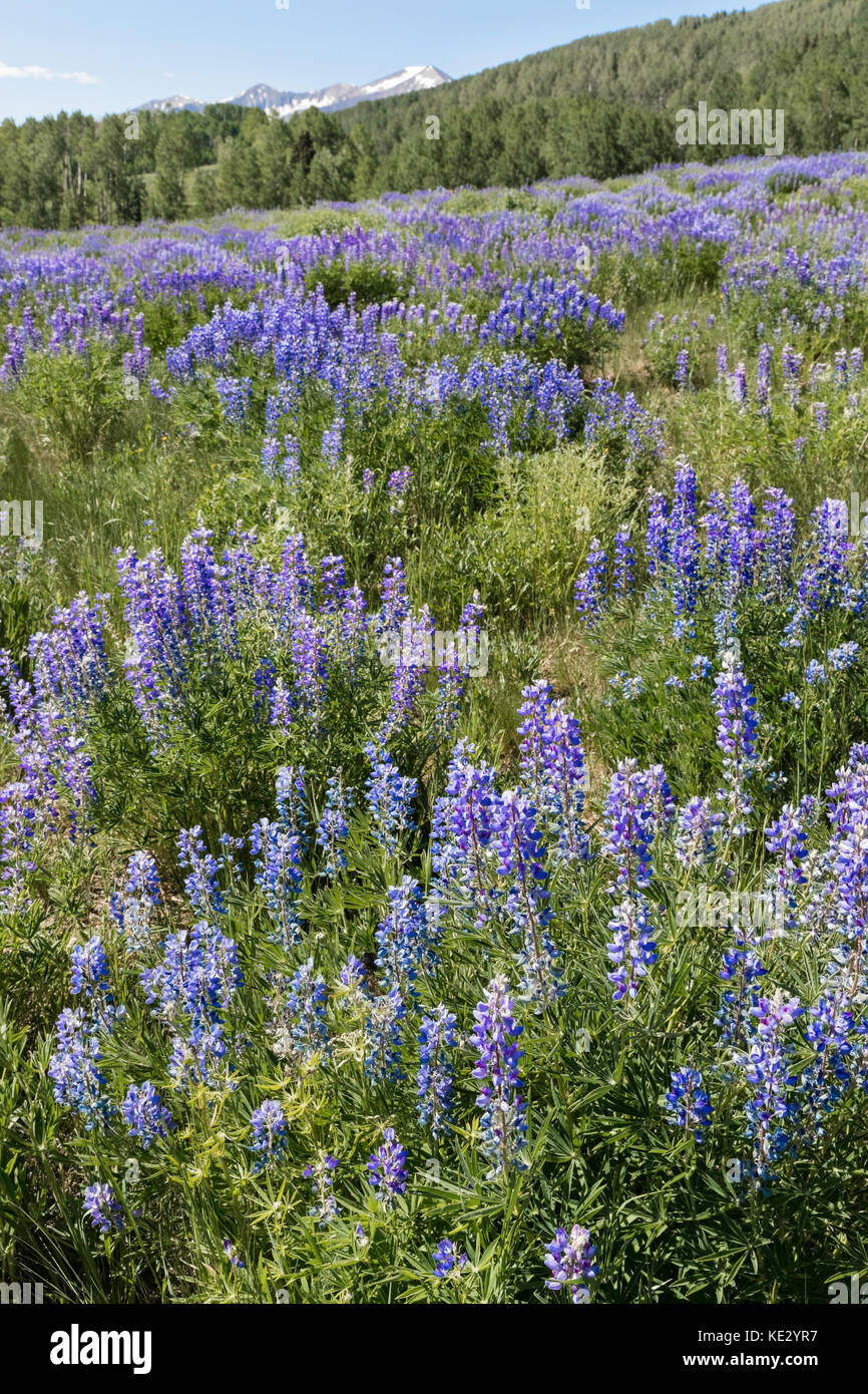 Rocky mountain meadow flowers usa hi-res stock photography and images ...