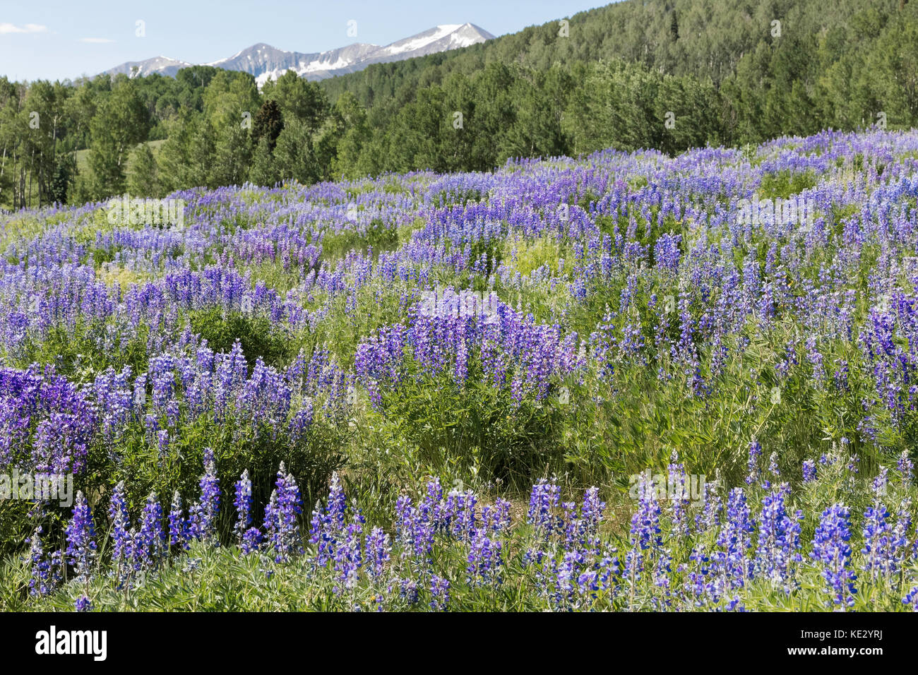 Silvery Lupine (Lupinus argenteus) Rocky Mountain foothills, Colorado ...