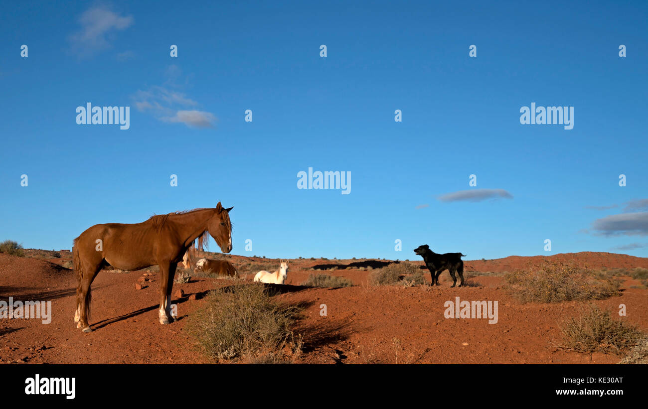 Wildcat trail hi-res stock photography and images - Alamy