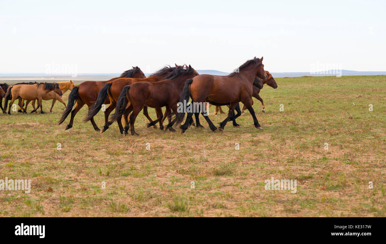 A group of horses running on a field Stock Photo - Alamy