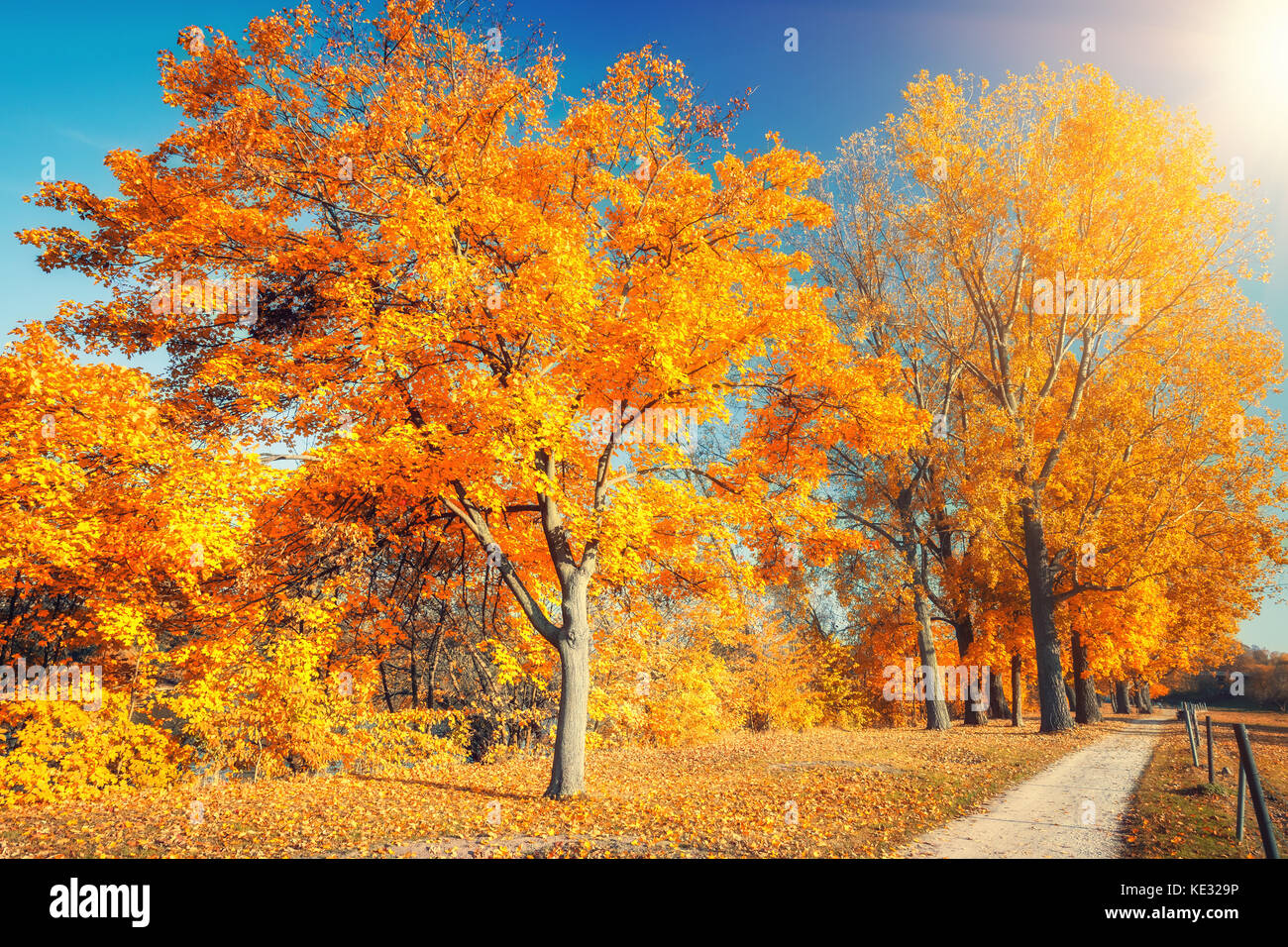 Sunny autumn in the park Stock Photo - Alamy