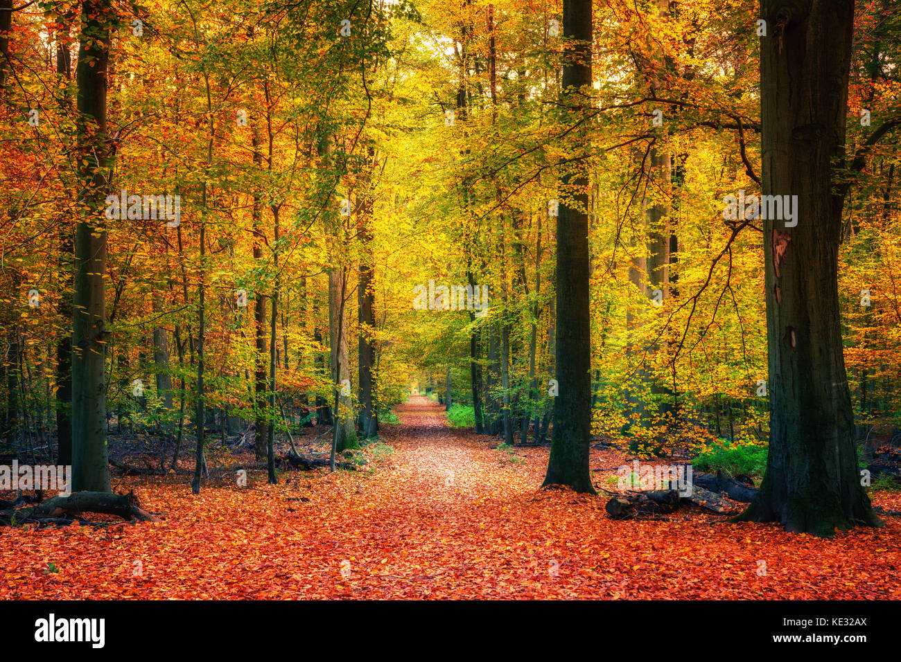 Pathway in autumn forest Stock Photo - Alamy