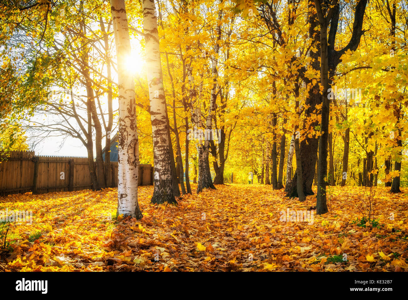 Sunny autumn in the park Stock Photo - Alamy
