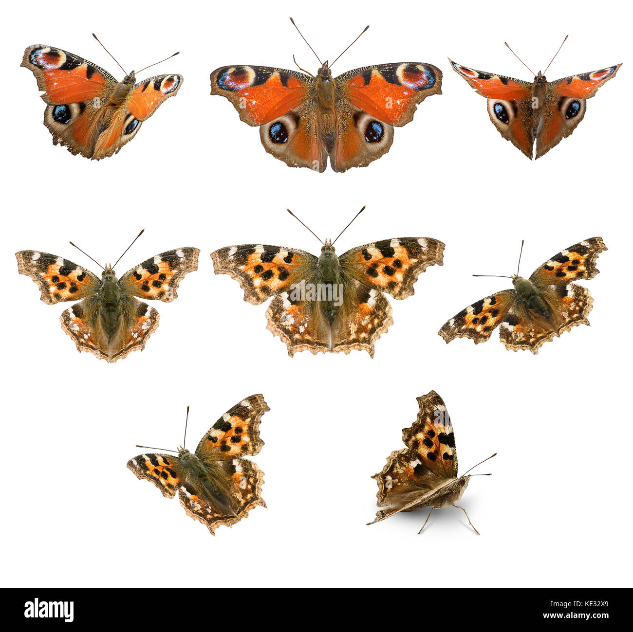 Set of butterflies in different colors and positions isolated on white ...