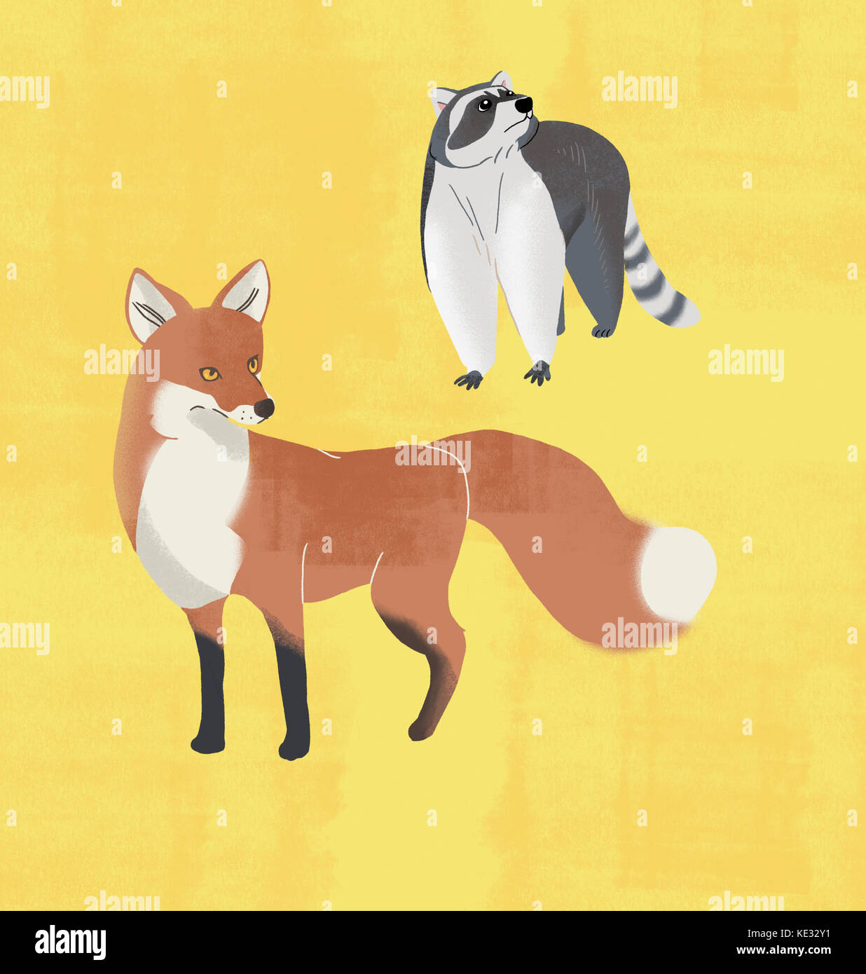 Racoon and fox Stock Photo - Alamy