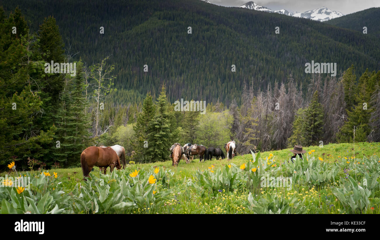 Horses grazing in an alpine meadow in the South Chilcotin Mountain Park ...