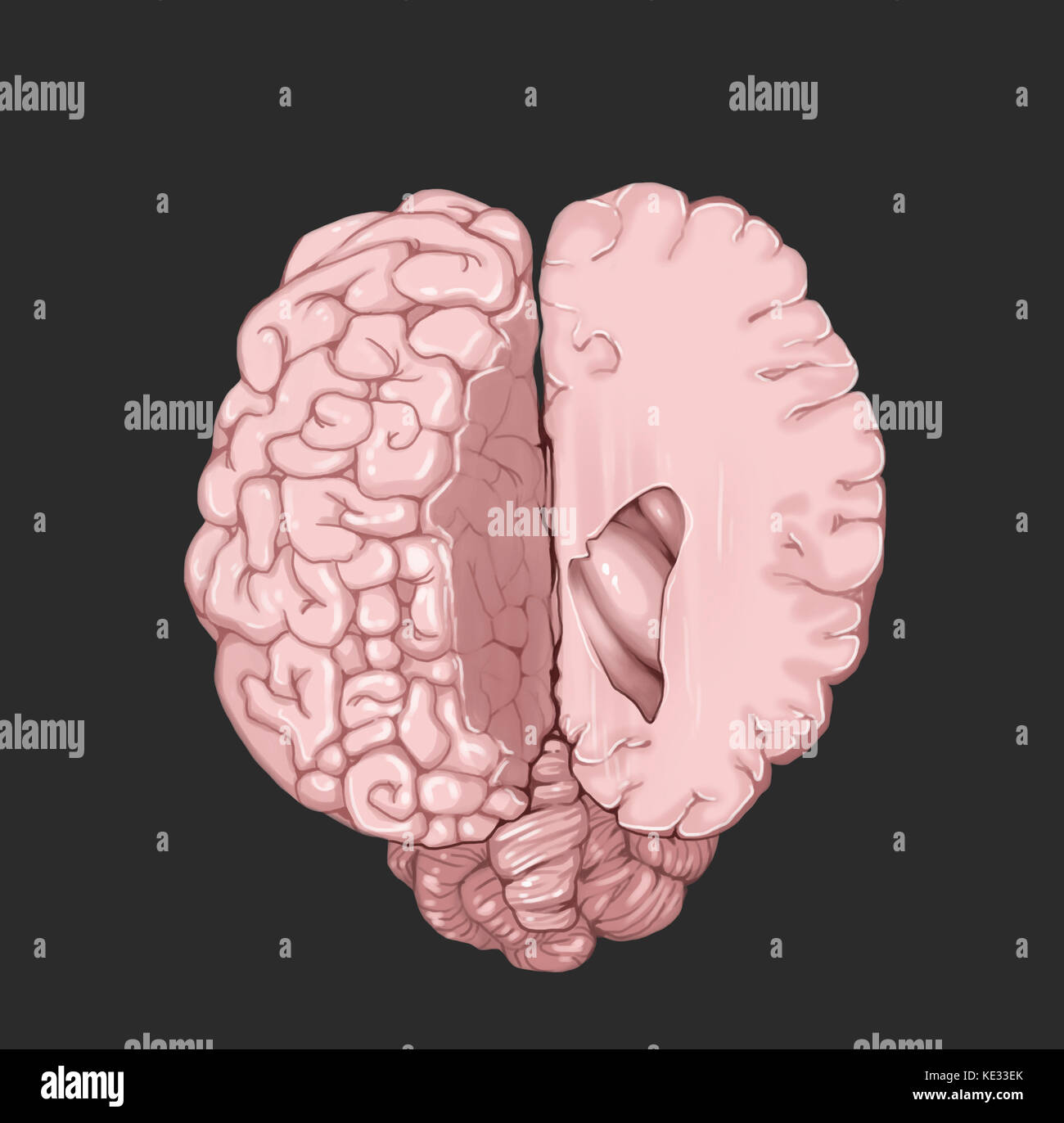 Cross section of human brain Stock Photo - Alamy