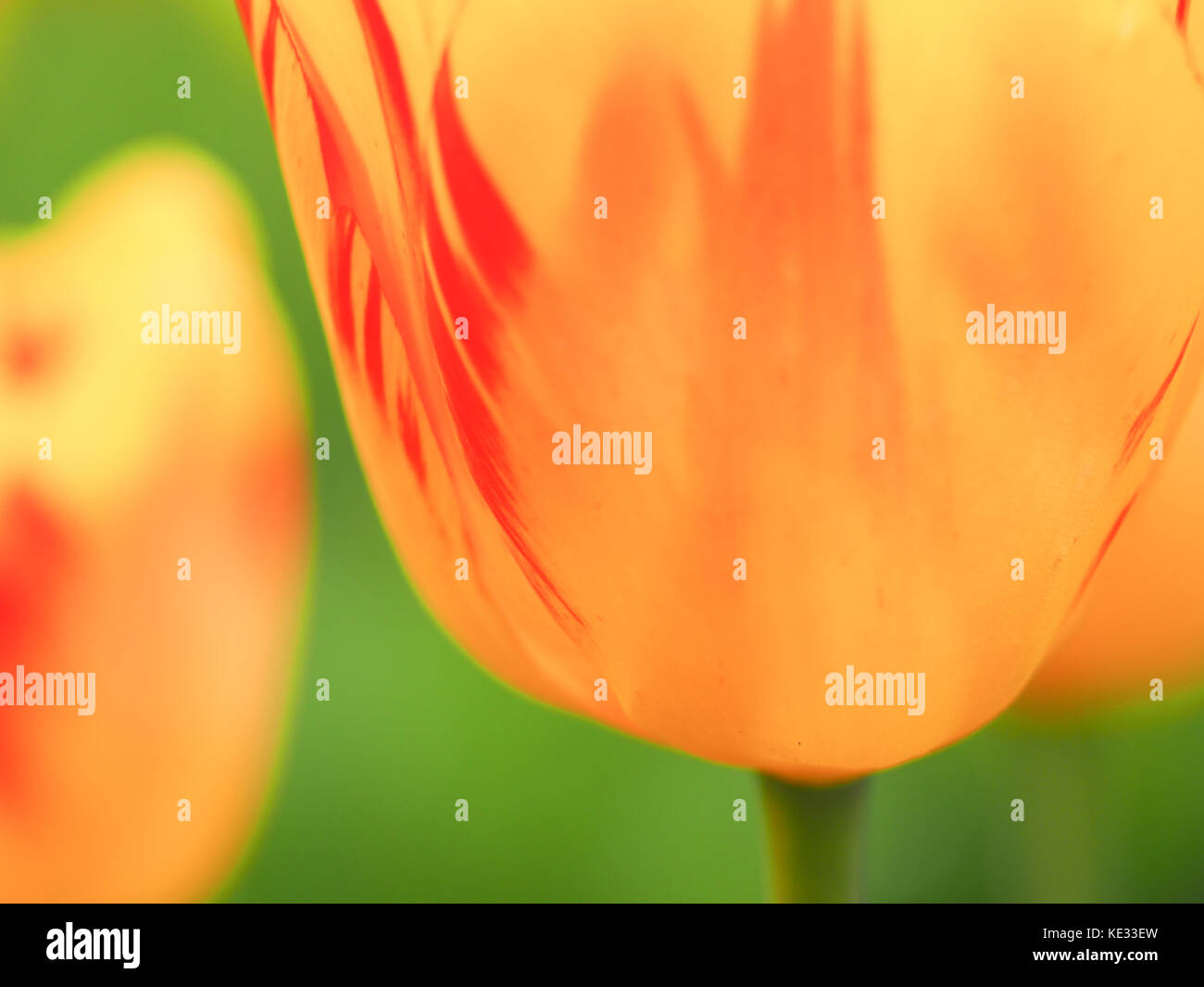 Tulip Era High Resolution Stock Photography and Images - Alamy