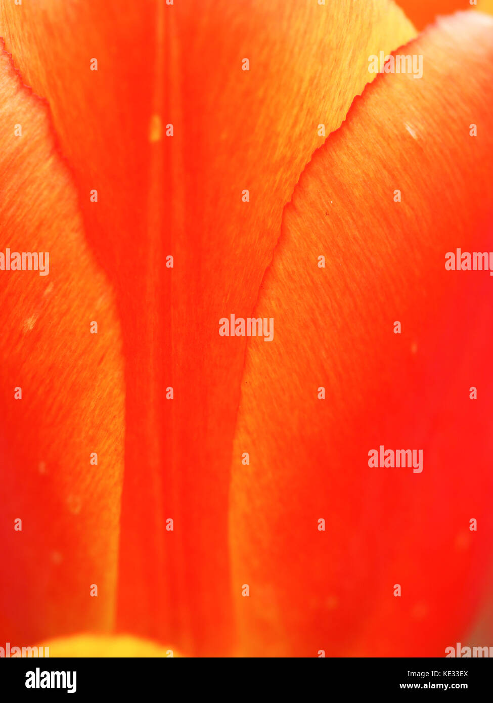 Tulip era hi-res stock photography and images - Alamy