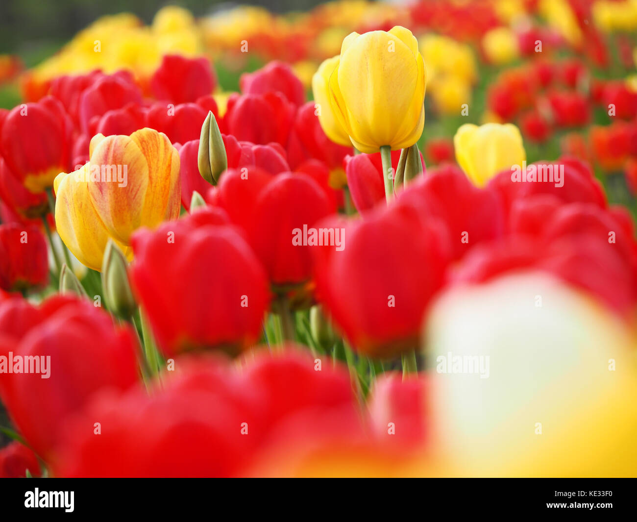Tulip era hi-res stock photography and images - Alamy