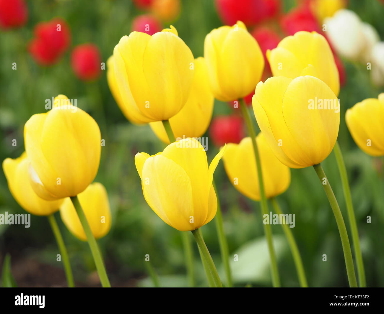 Tulip era hi-res stock photography and images - Alamy