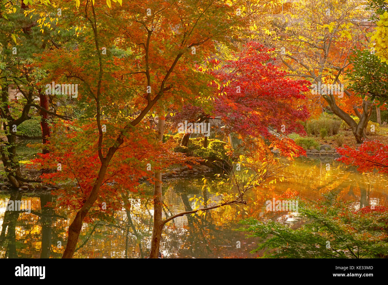 Tokyo fall foliage hi-res stock photography and images - Alamy