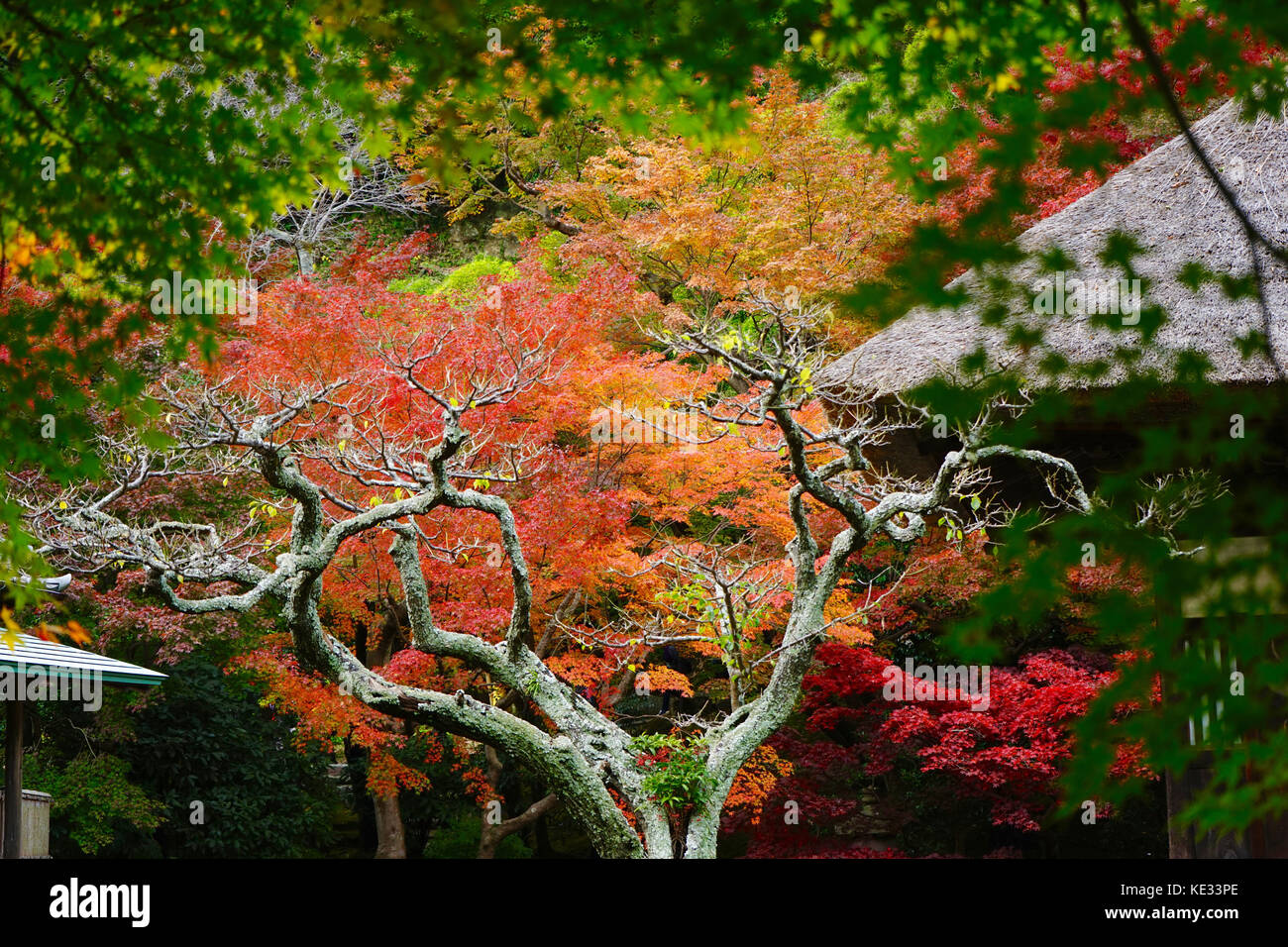 Japanese Fall Foliage, Choju Temple, Kamakura Stock Photo - Alamy