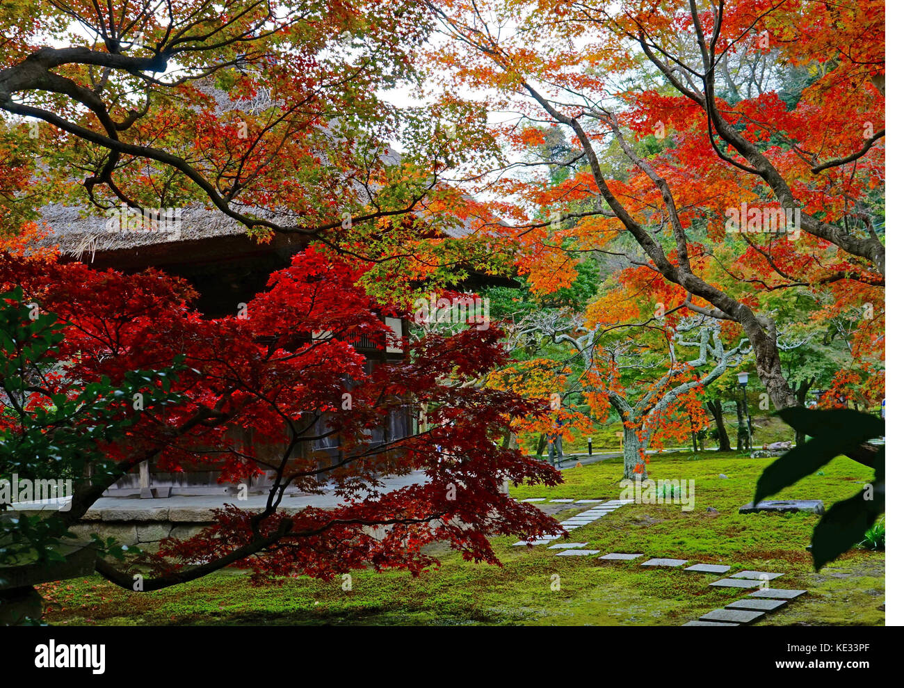 Japanese Fall Foliage, Choju Temple, Kamakura Stock Photo - Alamy
