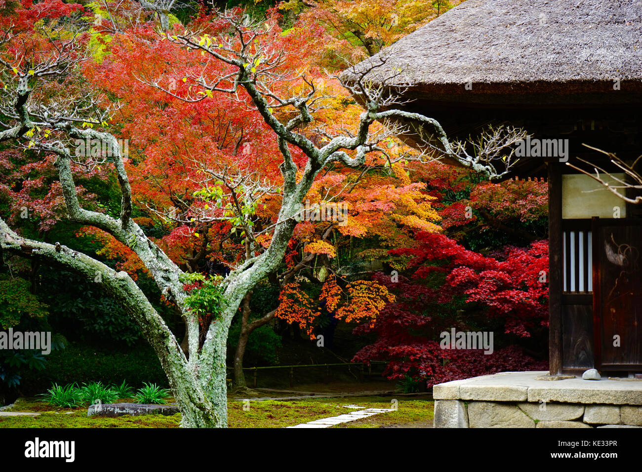 Japanese Fall Foliage, Choju Temple, Kamakura Stock Photo - Alamy