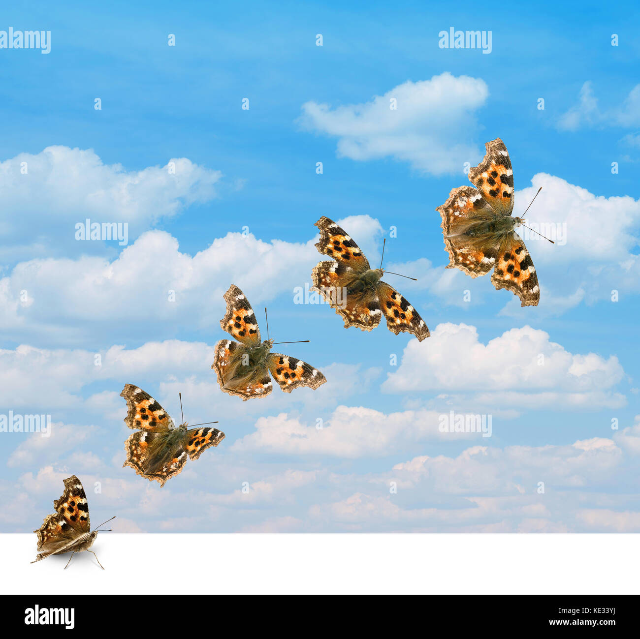 Several positions of butterfly takeoff in sky Stock Photo - Alamy
