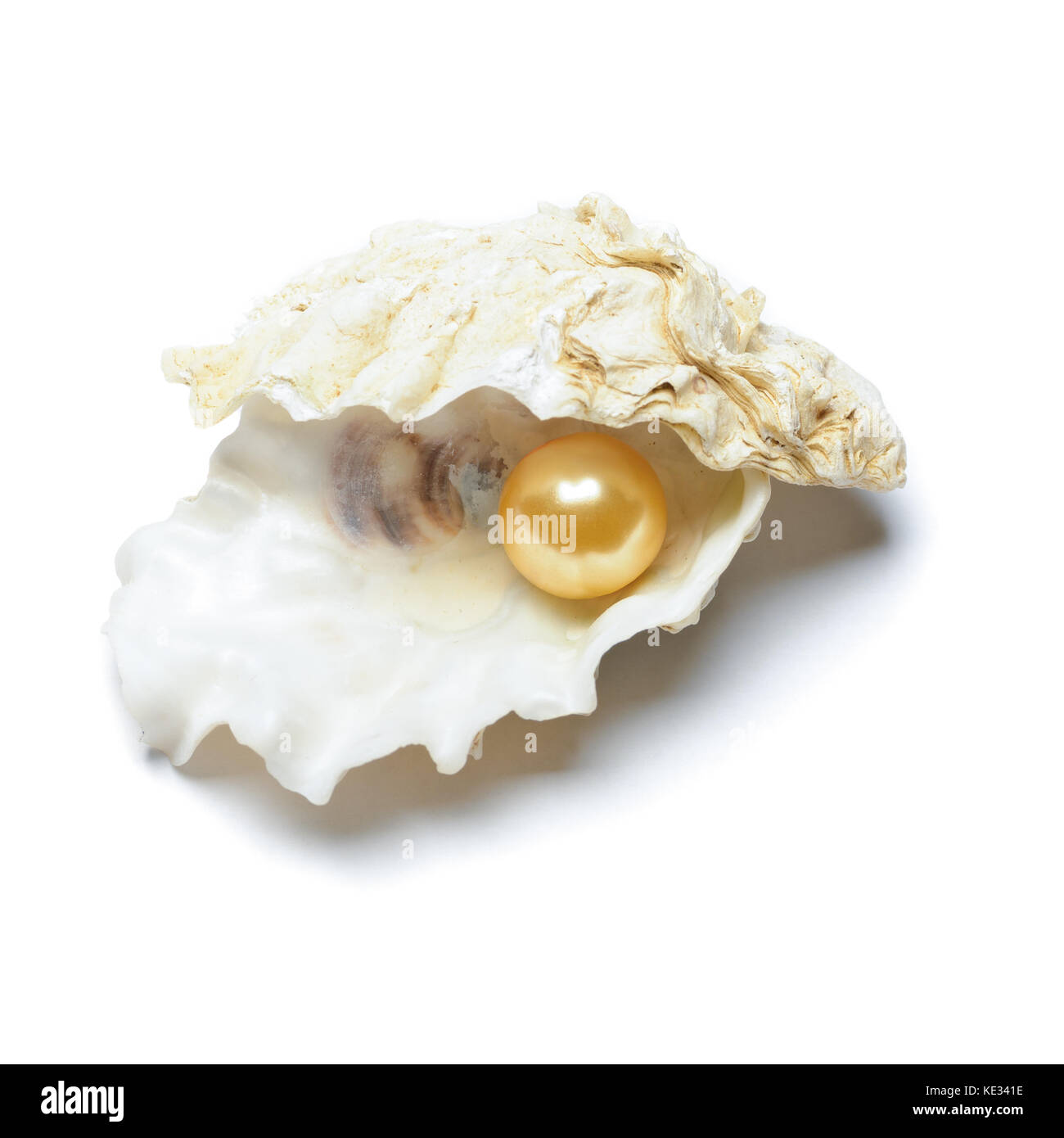 Still life of pearl in small shell Stock Photo - Alamy