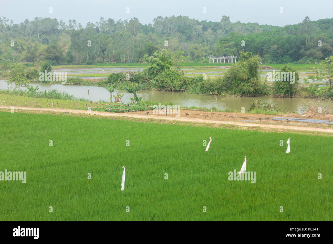 Rice fields of south vietnam Stock Photo - Alamy