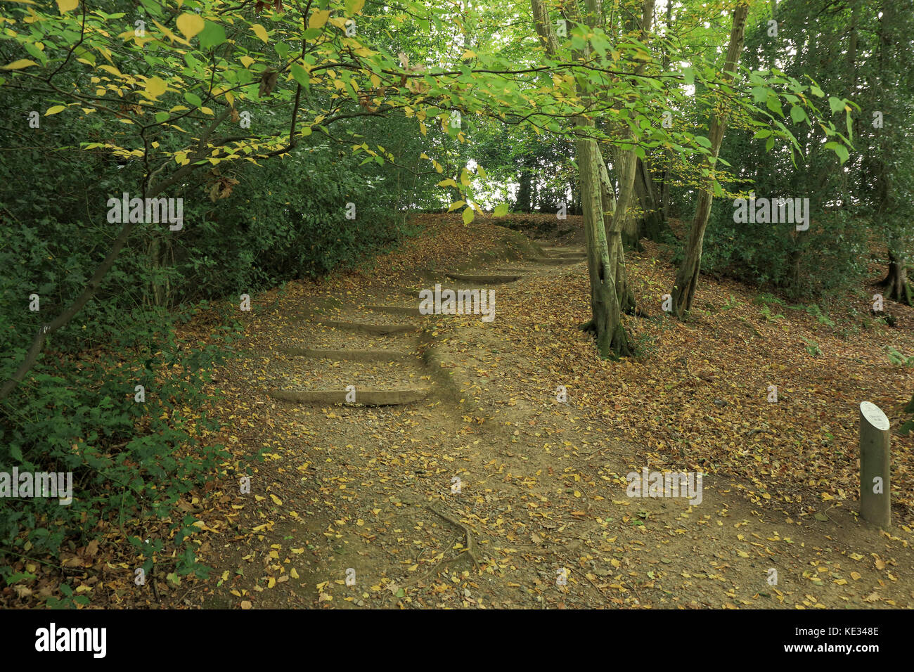 A woodland scene with Steps leading through the trees Stock Photo - Alamy